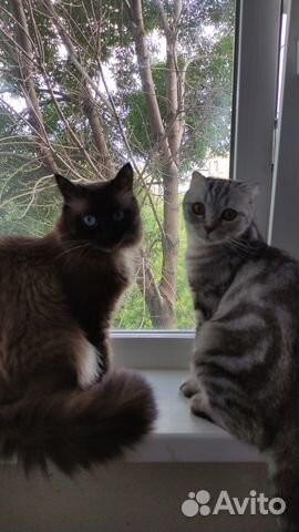 Продам котят