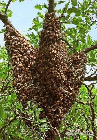 Сниму пчелиный рой, плачу вам