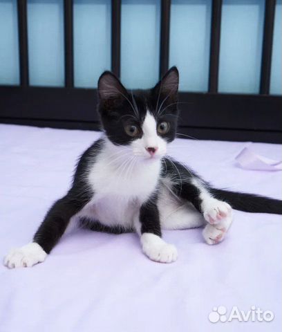 Котенок мальчик в добрые руки