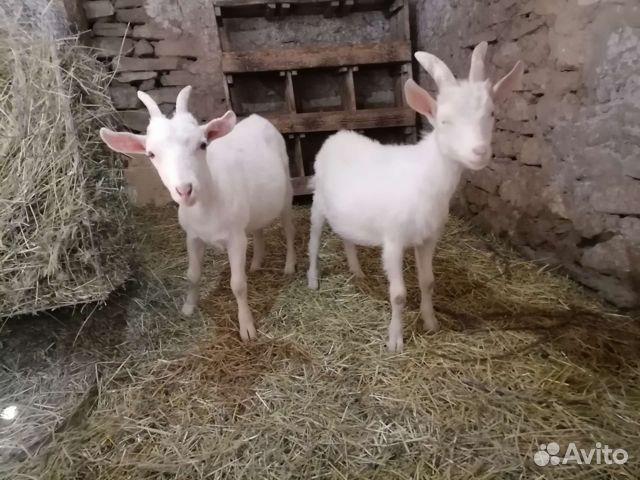 Козлята