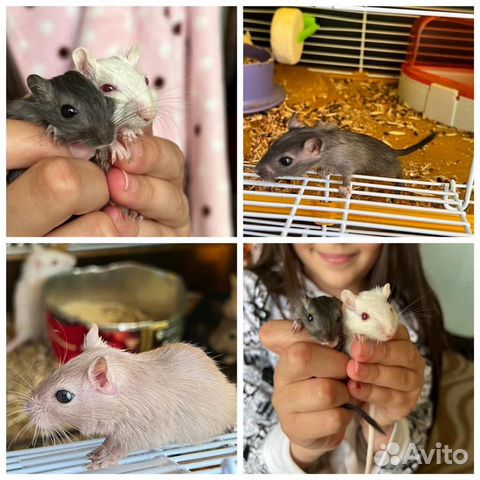 Песчанка мышка