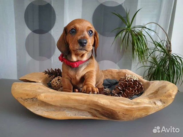 Карликовая такса