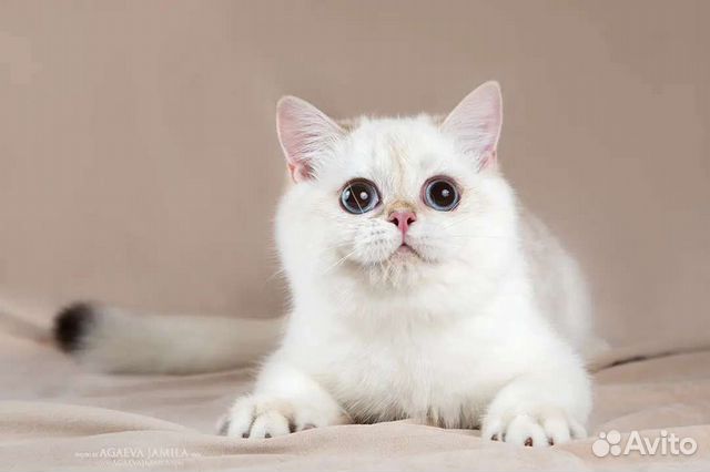 Мальчик золотая британская шиншилла колор поинт