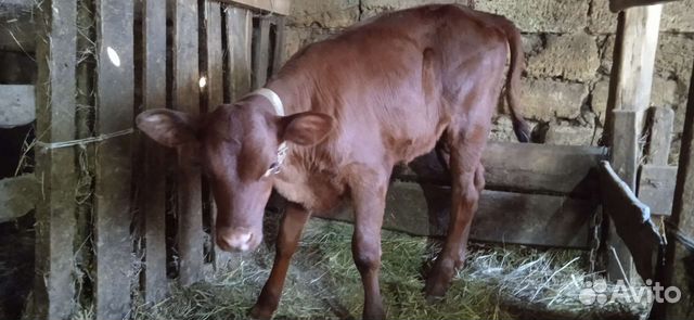 Телята телки