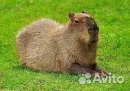 Суслик переростыш