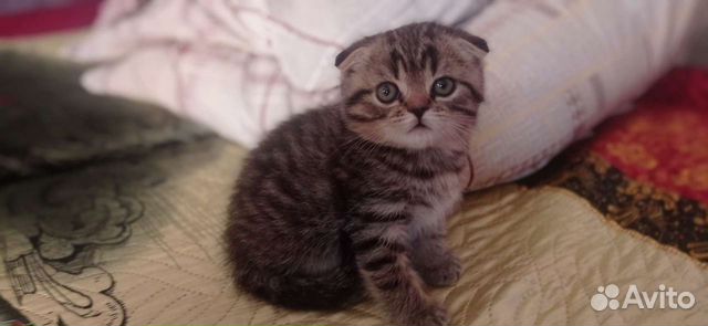 Шотландская вислоухая красавица