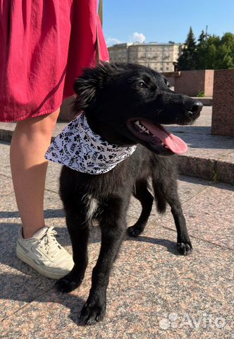 Щенок Черныш