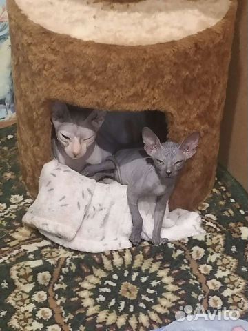 Кошка