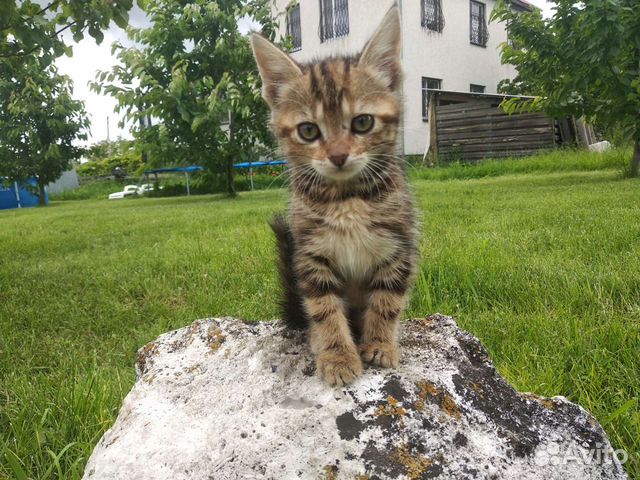 Котята в добрые руки даром
