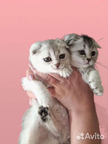 Шотландские котята