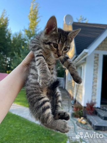 Котята