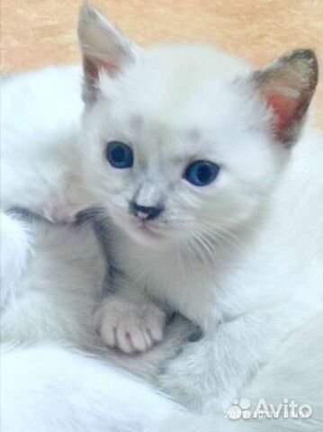Тайские котята