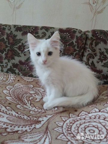 Кошка турецкая ангора