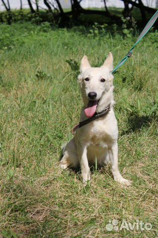 Собака компаньон для путешествий, 8 кг