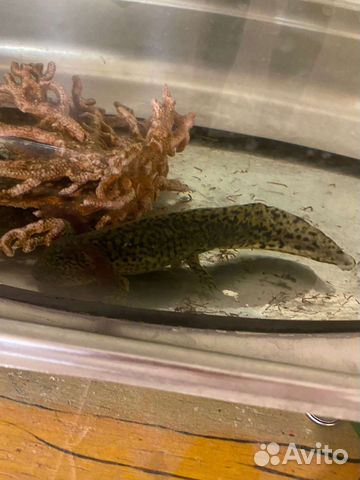 Личинка аксолотль