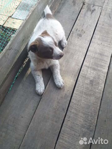 Дик в добрые руки