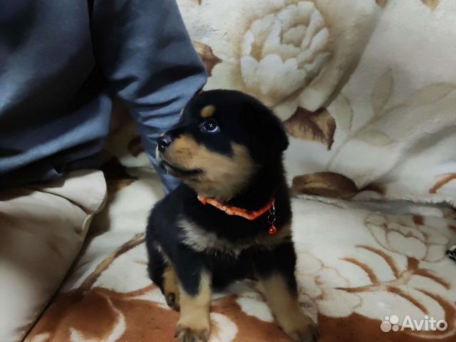 Щенки Ротвейлера чистокровные