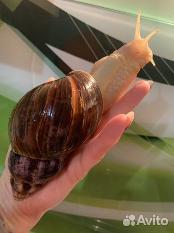 Улитки ахатины бесплатно