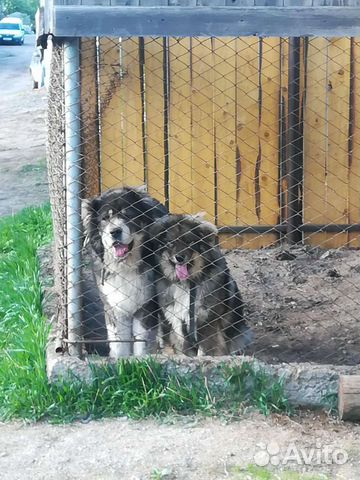 Щенки кавказской овчарки