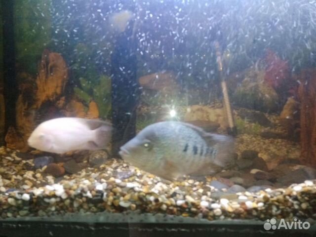 Аквариум с рыбками, и всем не обходимом для них