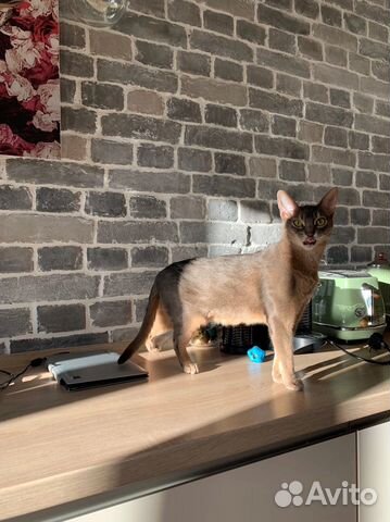 Отдам в добрые руки абиссинскую кошку