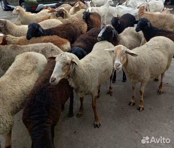 Овцы, бараны