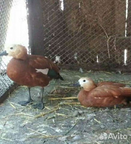 Огарь пара 3 года