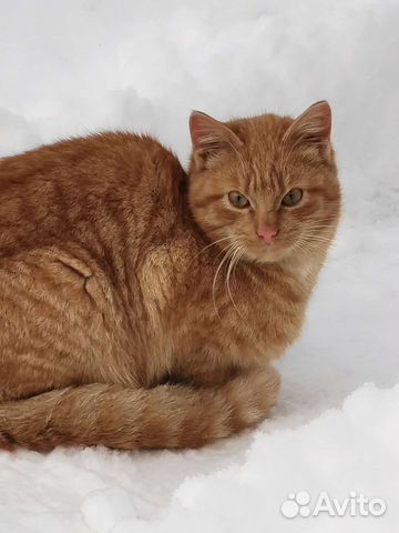 Рыжее солнышко