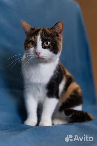 Трёхцветная кошка ищет дом