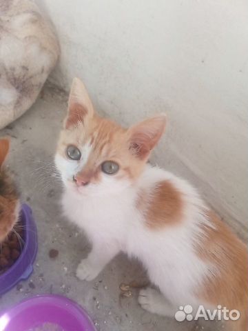 Рыжий котенок,который живет на балконе