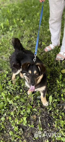 Щенок 9 мес кобель