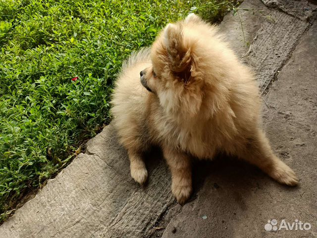 Щенок помиранского шпица