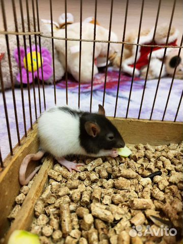 Крыса дамбо