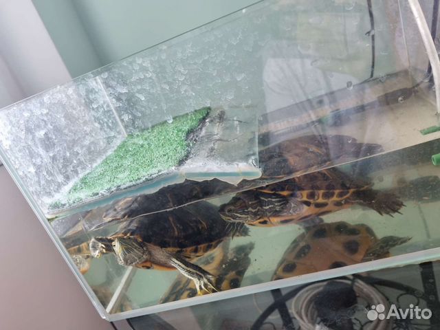 Красноухая черепаха с аквариумом