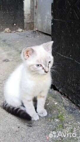 Котята в добрые руки бесплатно
