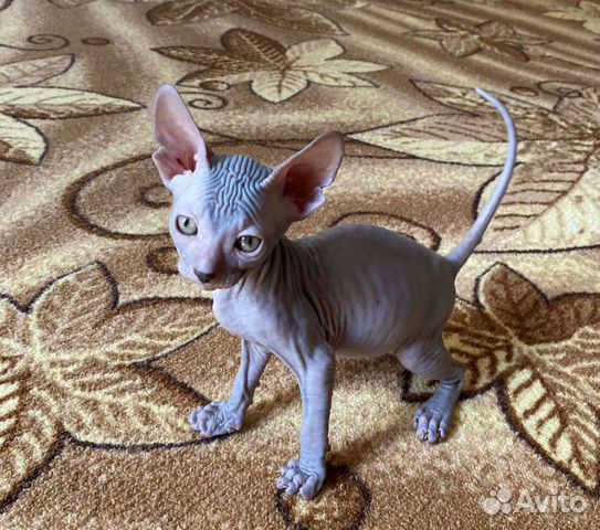 Канадский сфинкс