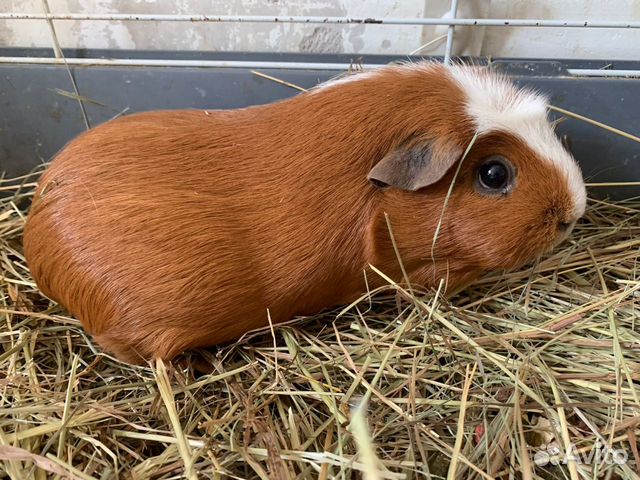 Морские свинки Американский крестед