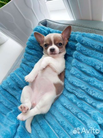 Щенки чихуахуа