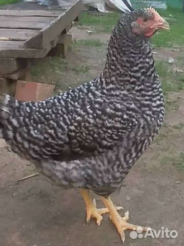 Куры молодки