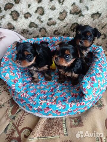 Йоркширский терьер щенки девочки mini