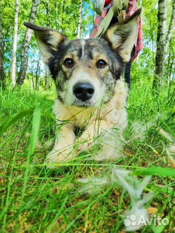 Белый Бим Чёрное Ухо