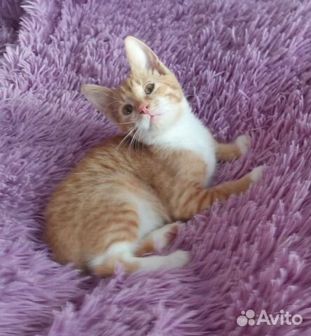 Ищет дом и хороших хозяев рыжий котёнок