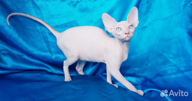 Канадский сфинкс котенок
