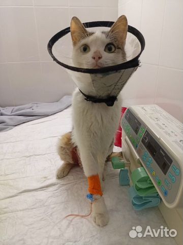 Кошечке Балерине нужна помощ после аварии