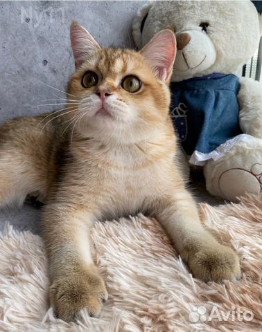 Британский котенок