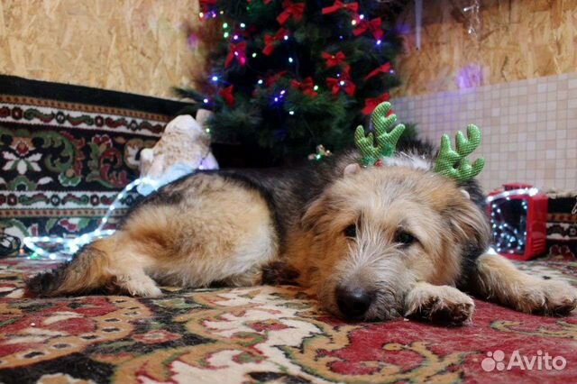 Щенок Тоби 6мес от роду,ищет дом