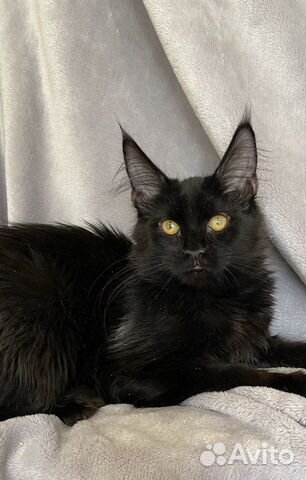 Черная Пантера