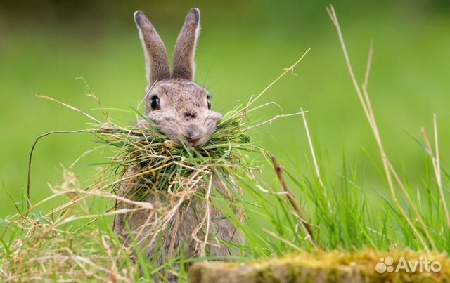 Продаю кроликов