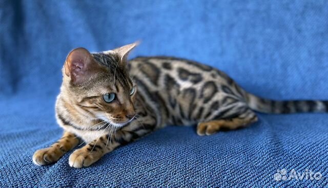 Бенгальская кошка 1,5 года для разведения