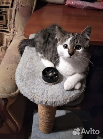 Котенок девочка ищет дом